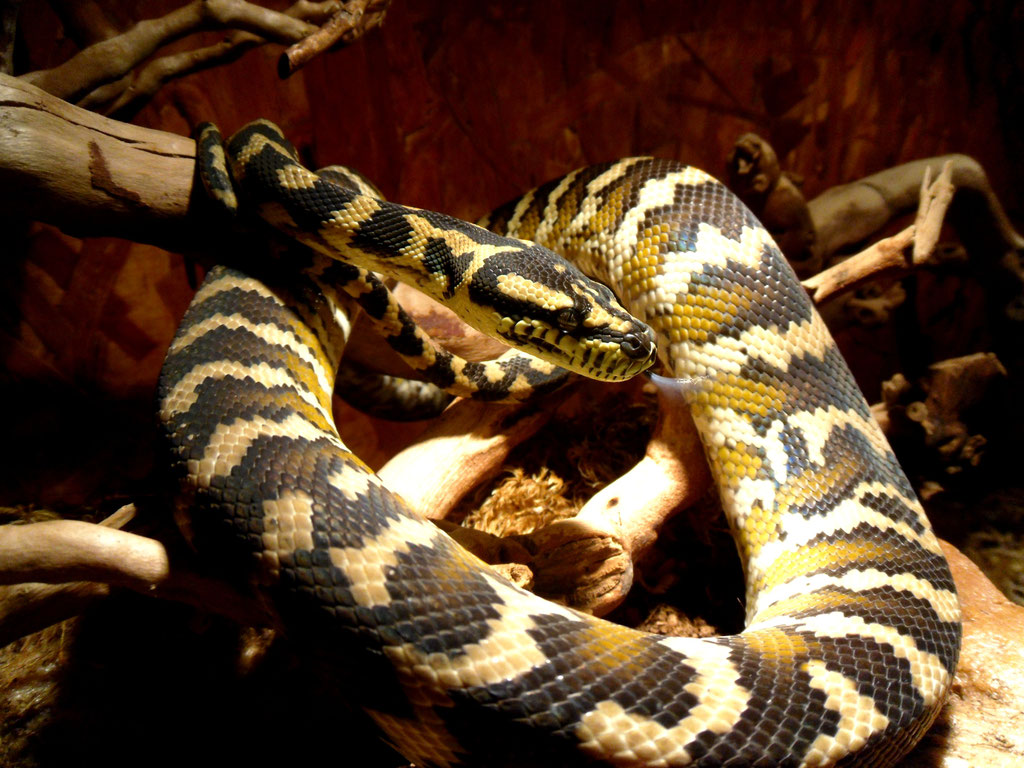 Le sens voméronasal - Site Jimdo de shadows-passion!