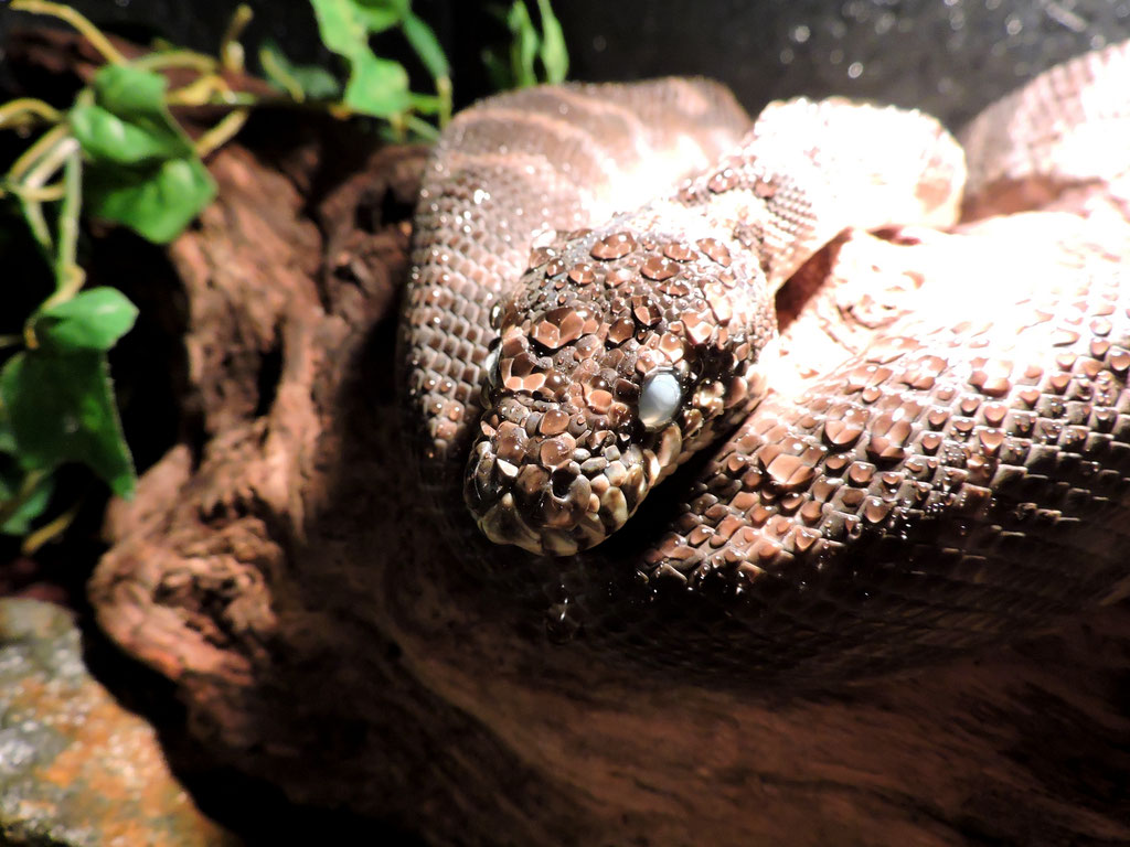 La Mue - Site Jimdo de shadows-passion!