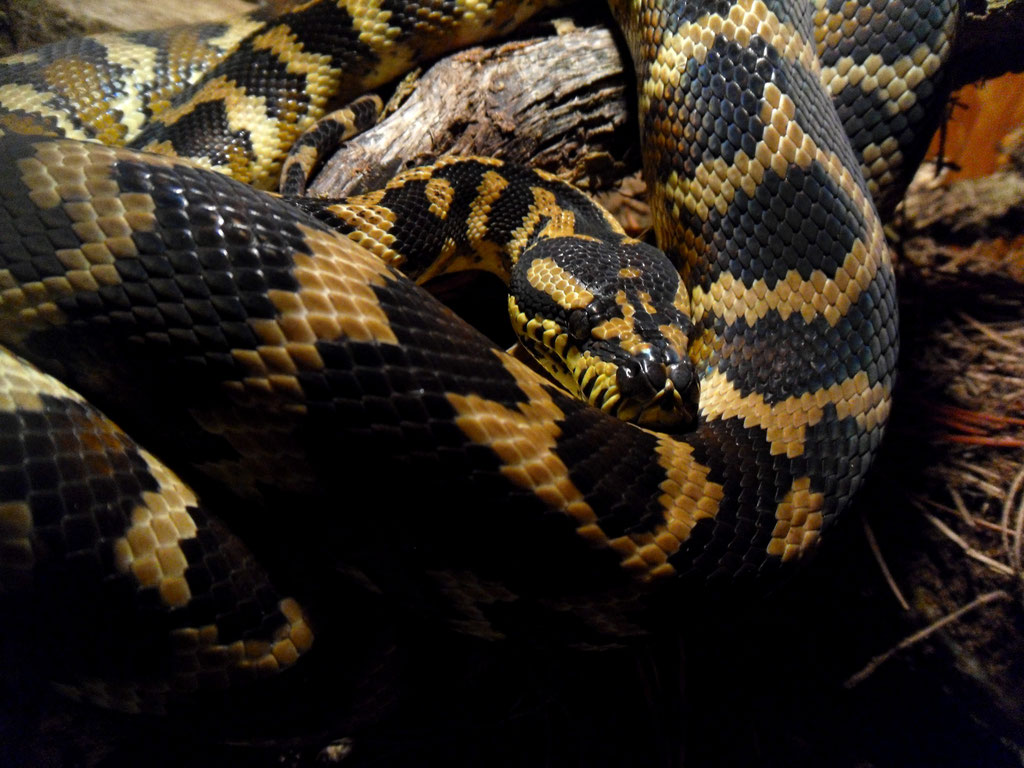 Les Serpents - Site Jimdo de shadows-passion!