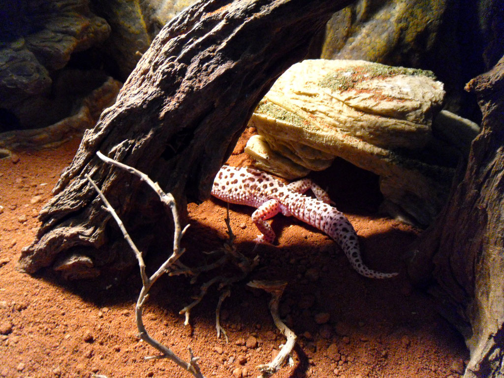 Les Lézards - Site Jimdo de shadows-passion!