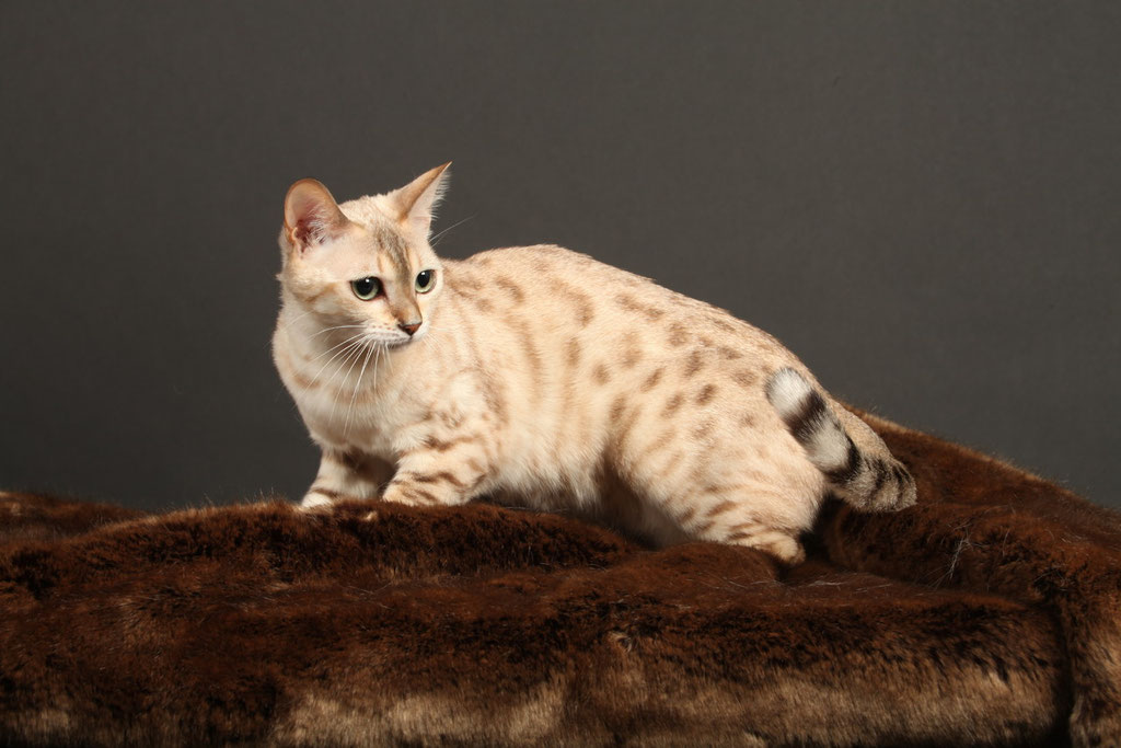 Queens - Silver Moon Bengals - de zilver bengaal - Silver marbled ...
