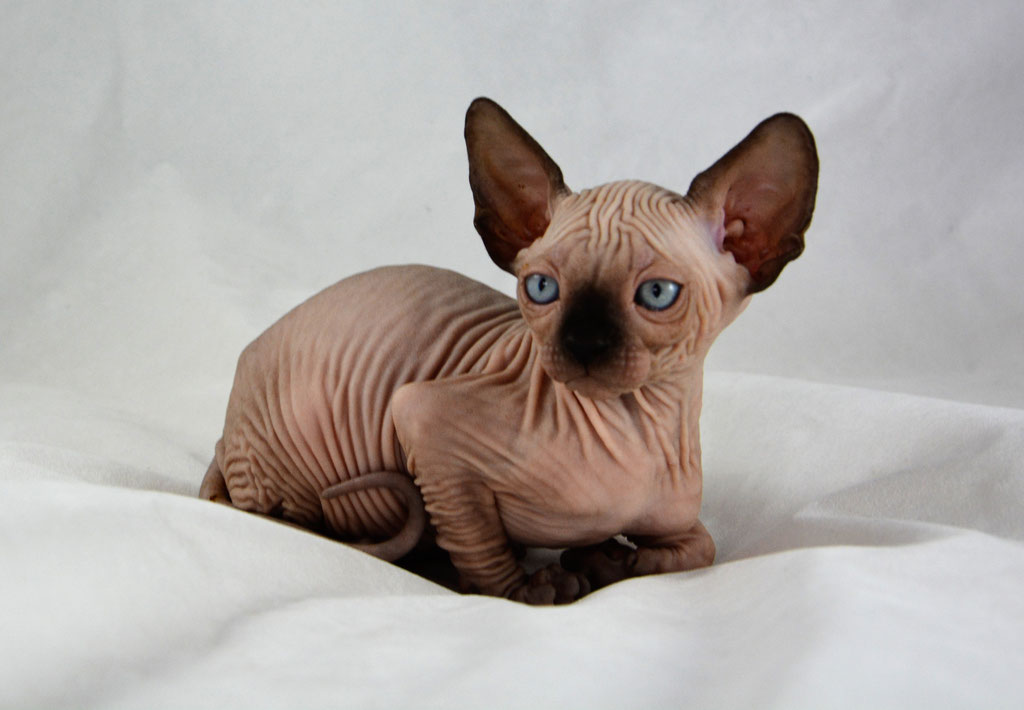 Sphynx Kittens , Sphynx Cats - Indigo Sphynx Kittens - Canadian Sphynx ...