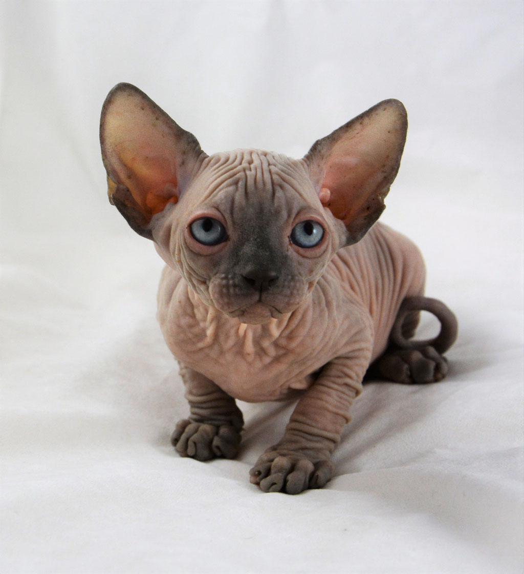 Sphynx Kittens , Sphynx Cats - Indigo Sphynx Kittens - Canadian Sphynx ...