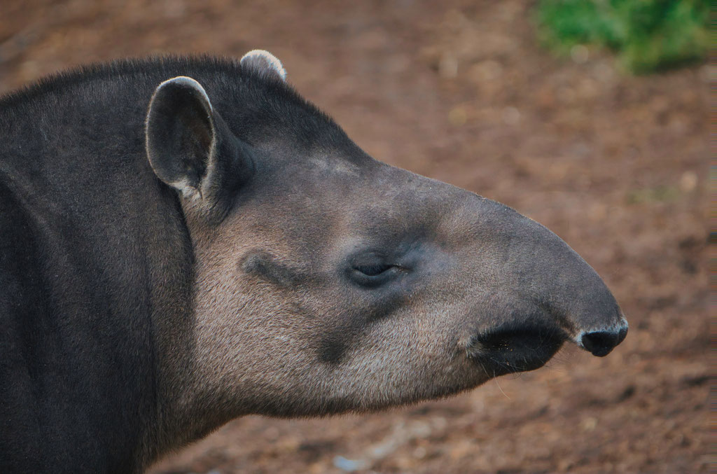 Tapir amazonico - El Rincon del Botanico