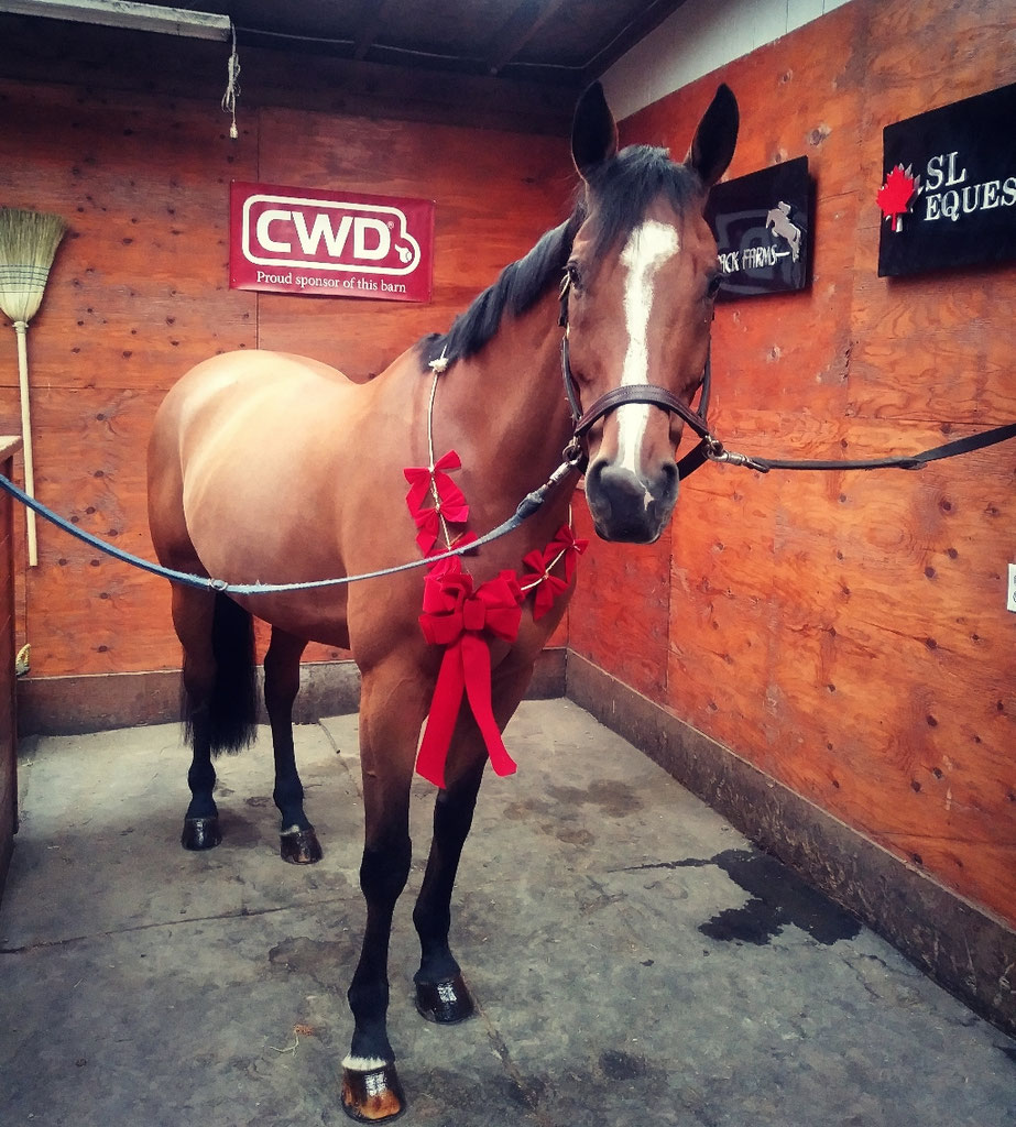 Training Sales Showing & More - sl-equestrian