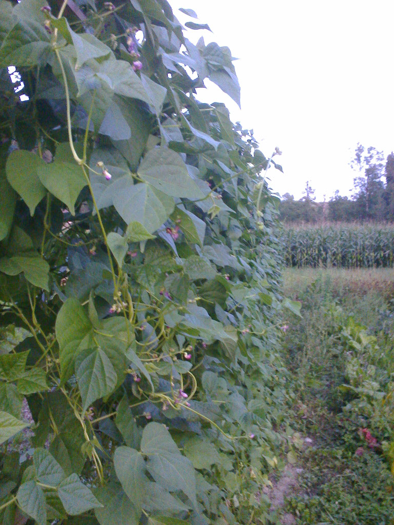 Stangenbohnen - Biohof Rampini