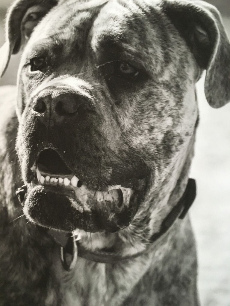 Kay - De website van cane corso soestduinen!