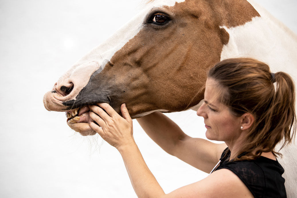 Pferdegebiss - Dentequi - Dr. med. vet. Melanie Martin und Graeme ...