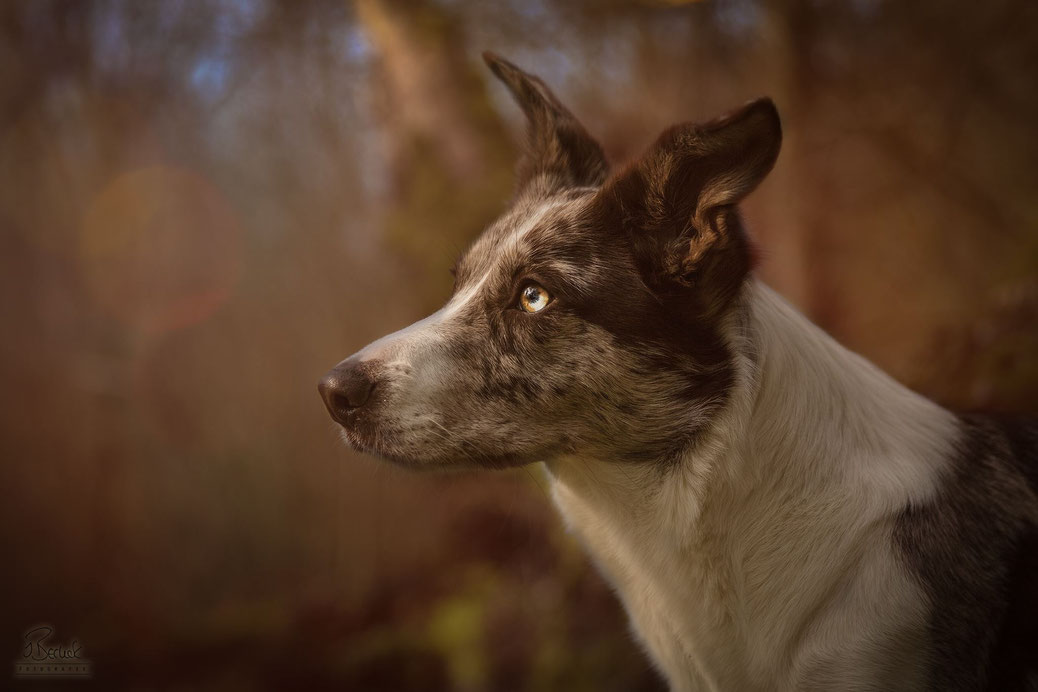 Our dogs - nimble-narniacss Webseite!