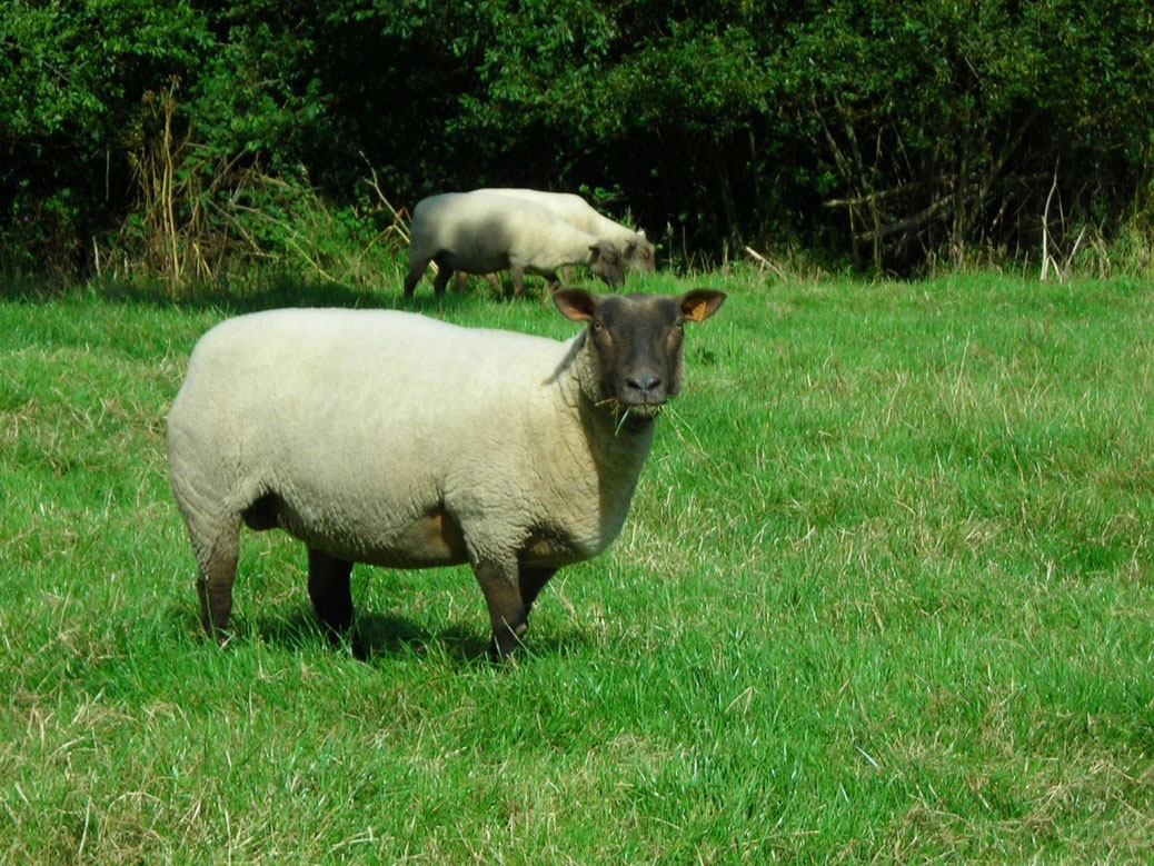 Le Roussin de la Hague - OSCAR