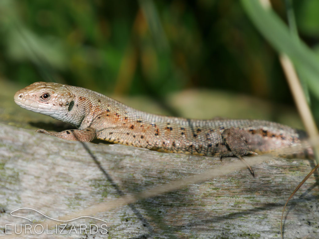 Zootoca vivipara - Viviparous Lizard - EUROLIZARDS