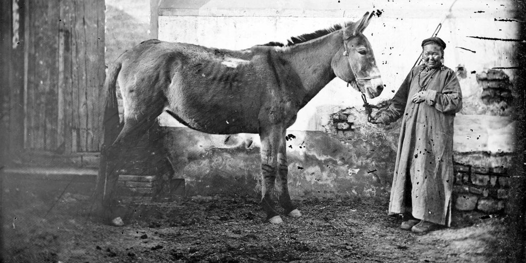 What was it like to live in the Mongol empire? - History Skills