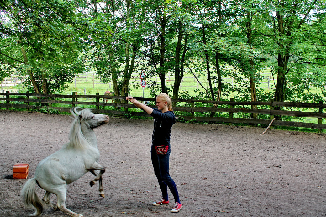 Prince - shettyhilfe