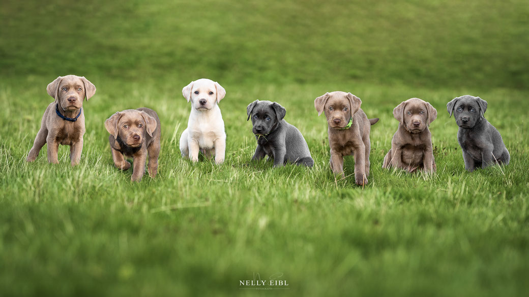 Die Farbe Silber - labrador vom fichtelnaabtal, Labradorzucht, Züchter ...