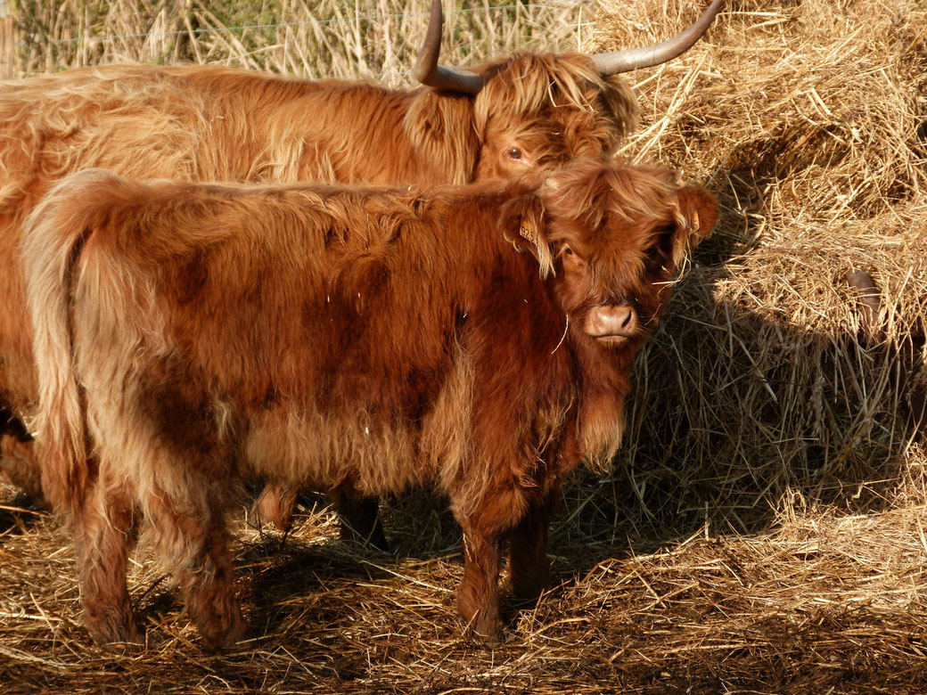 Vache Highland - Ferme des Tresseaux | SITE OFFICIEL