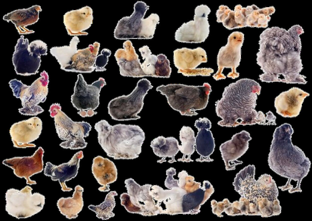 Kippenrassen - Eierhandel Geerdink!