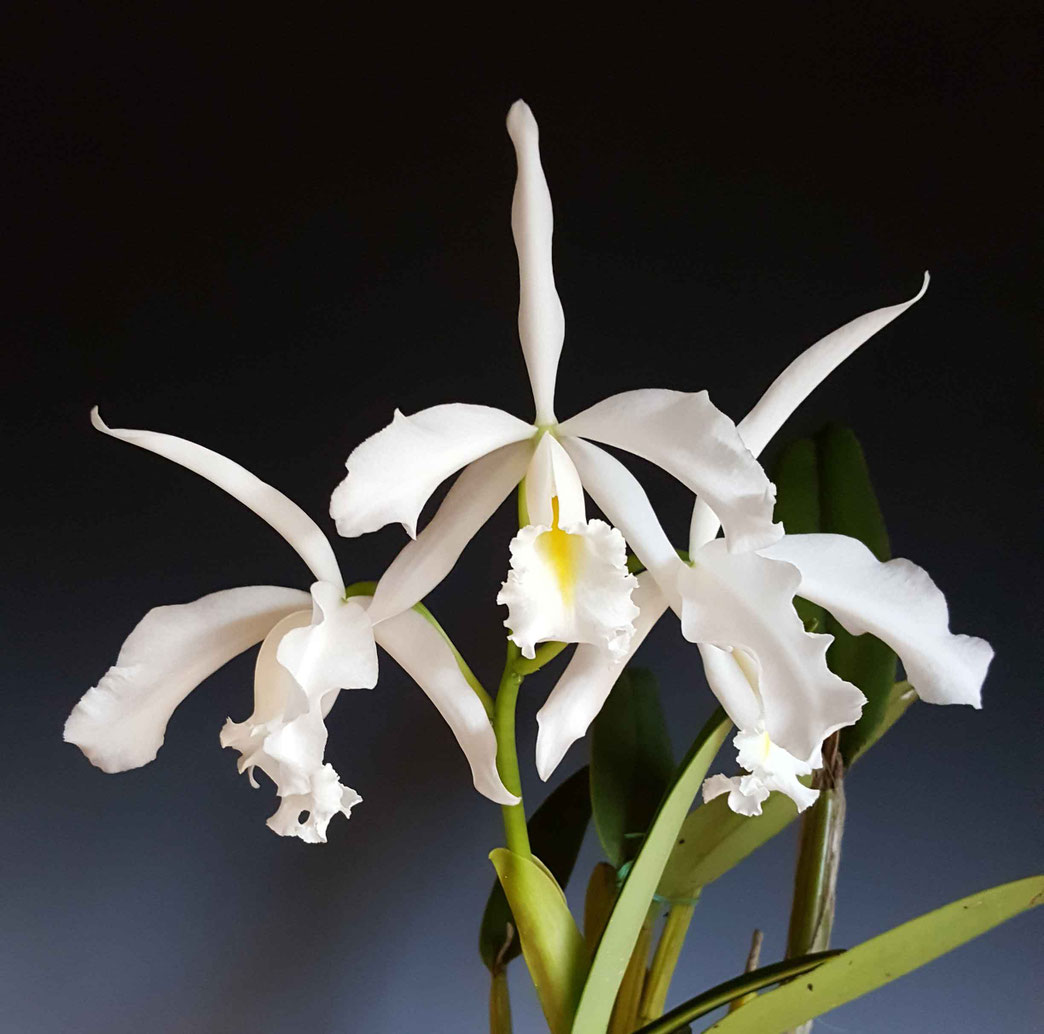 C.maxima - suikouorchids ページ！