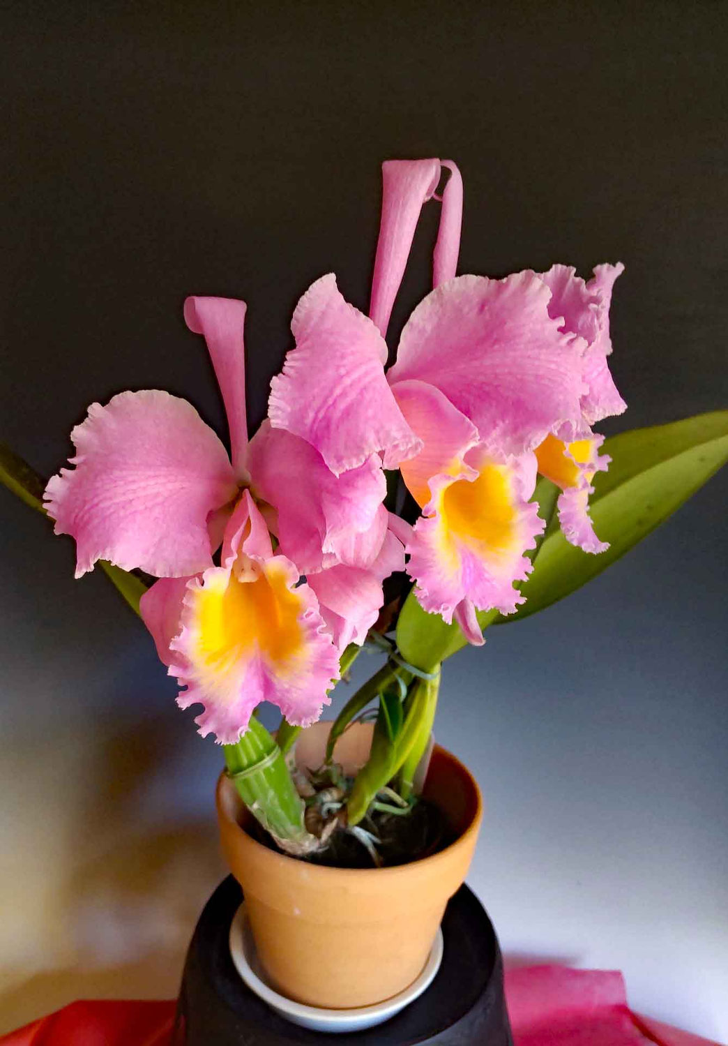 C.schroederae - suikouorchids ページ！