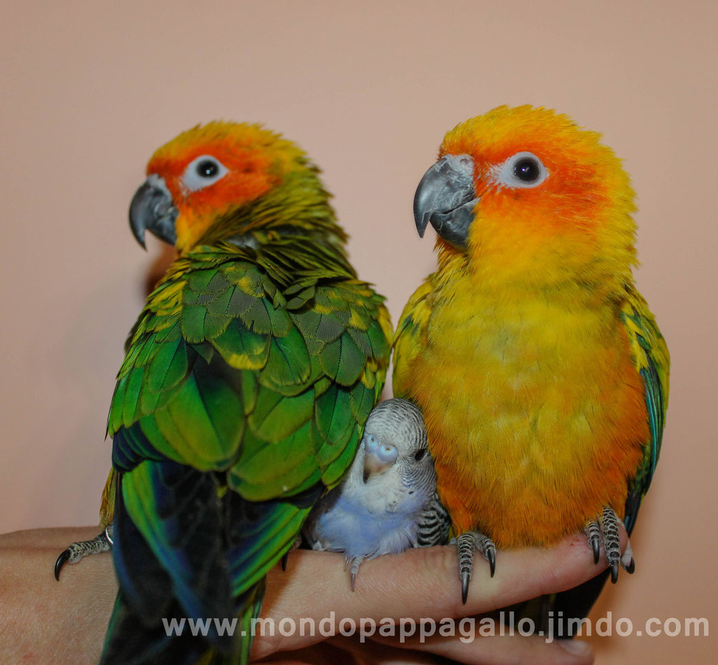 Il conuro del sole - Benvenuti su mondopappagallo!