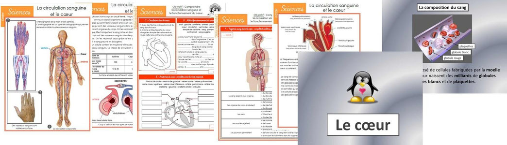 LA CIRCULATION SANGUINE - laclasse2delphine