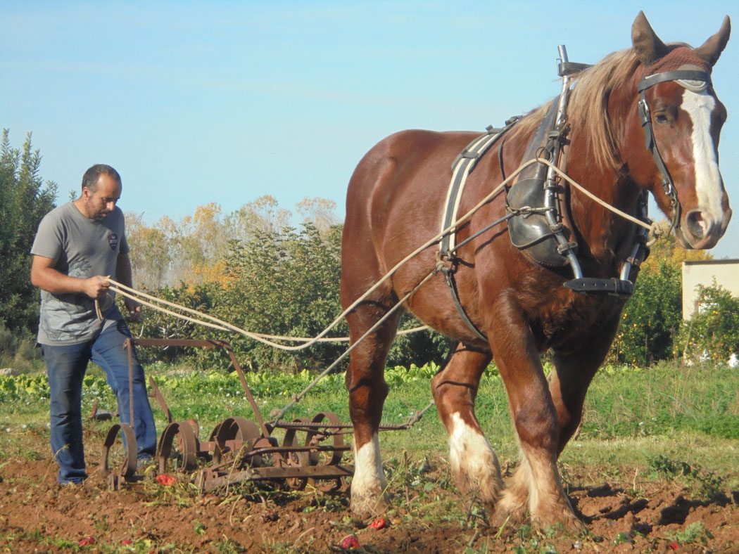 FECTU Webinar - Abel&David Ibañez: Animal traction in the market garden ...