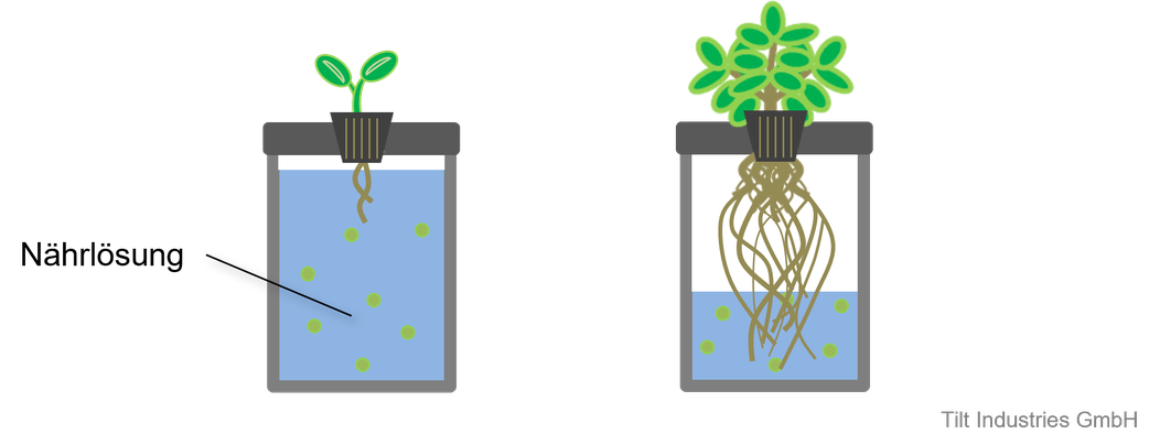 Hydroponik Grundlagen - SINTERRA - Hydroponics without substrate