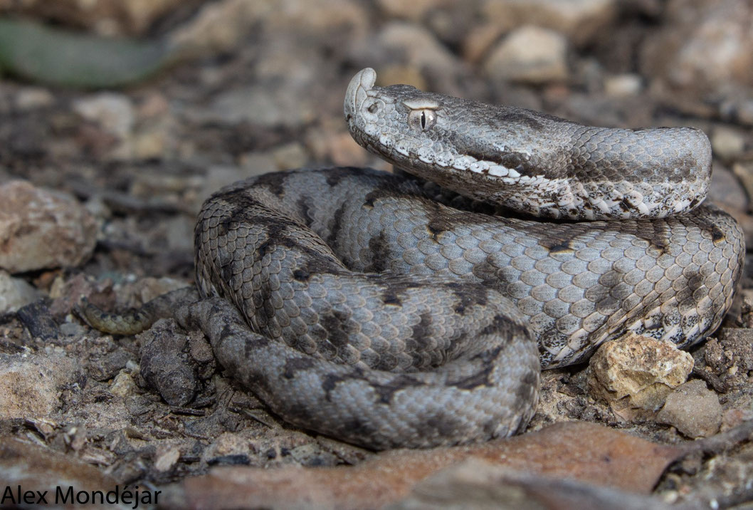 Víbora hocicuda (Vipera latastei) - Asociación Herpetológica Timon