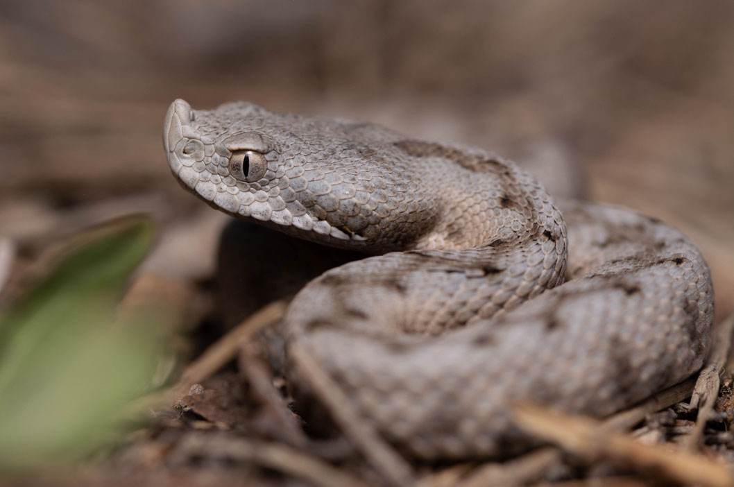 Víbora hocicuda (Vipera latastei) - Asociación Herpetológica Timon