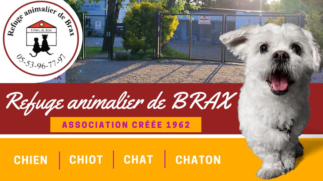 Je souhaite ADOPTER - Refuge animalier de Brax, près d'Agen 47