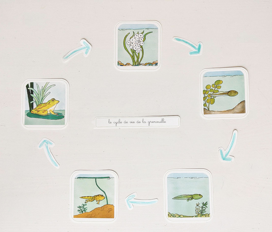 Bricolage Sur Le Cycle De Vie Des Grenouilles Pour Les Enfants Kit