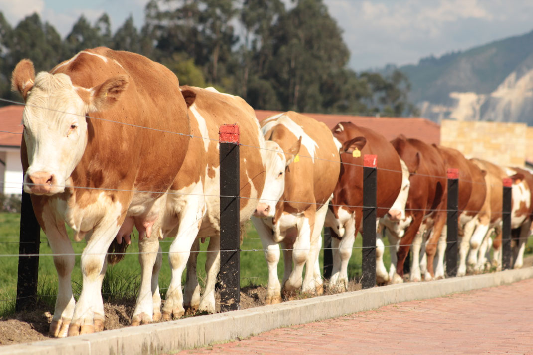 Nuestra Raza - Asosimmental - Simbrah Colombia
