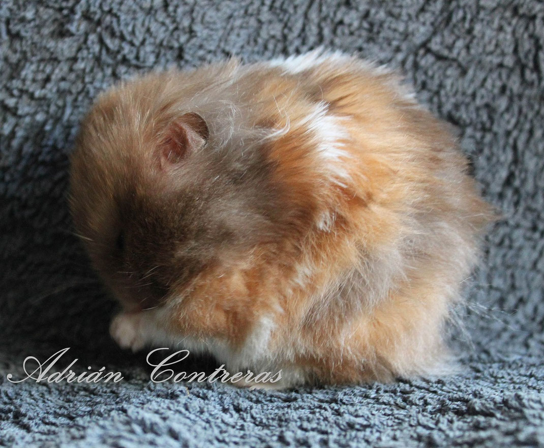 Hamster Sirio tricolor (Mesocricetus auratus) - Página web de losprunos