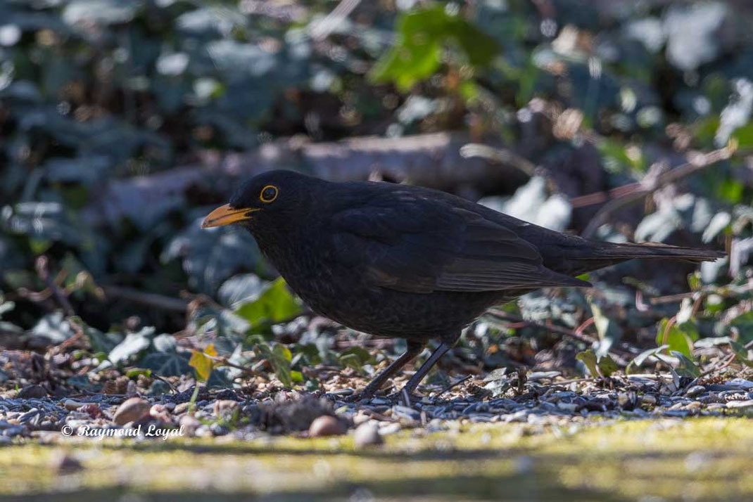 Amsel - Photography