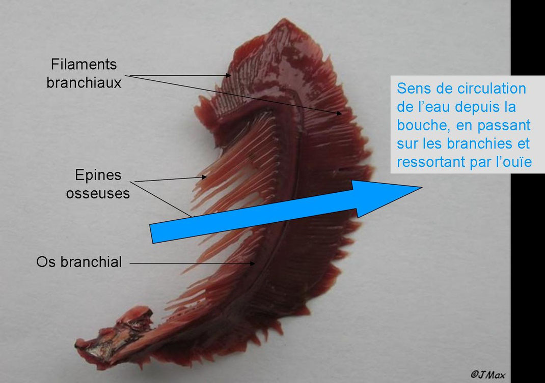 Chapitre 1: la respiration des êtres-vivants varie suivant les milieux ...