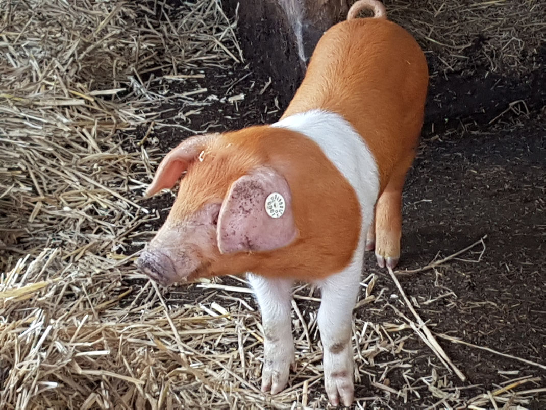 Rotbunte Husumer Sattelschweine - Hof Brück in Eidenborn, Saarland