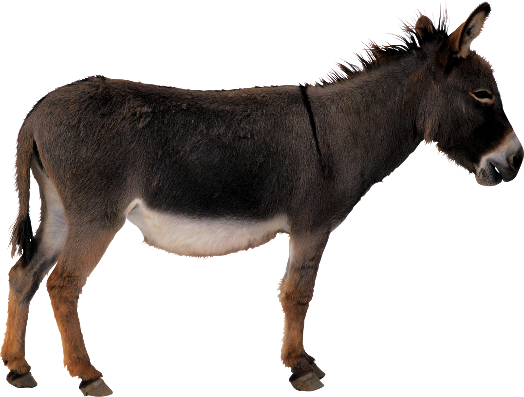 Ane de Provence - Dictionnaire des animaux
