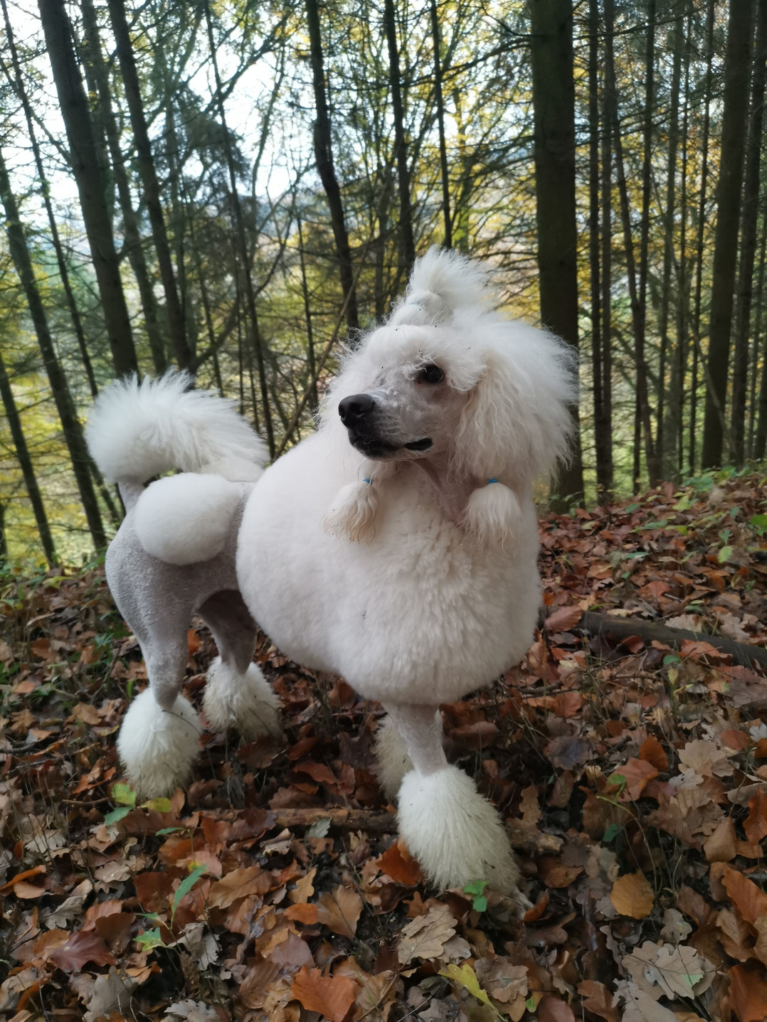 Barbone Gigante Gaia Bermani - Anno Opaco Pudelzucht