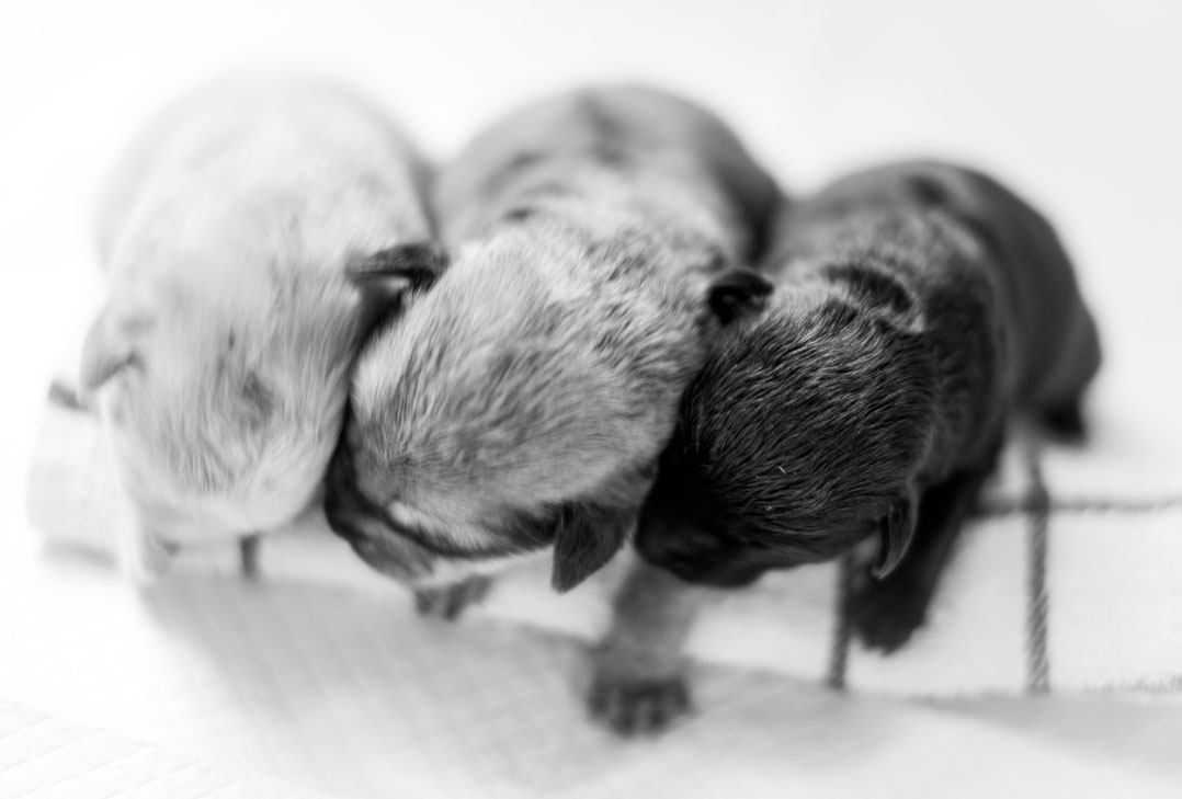A Dog & Her Boy : Remembering Alley - Still My Soul Photography: by Tegan