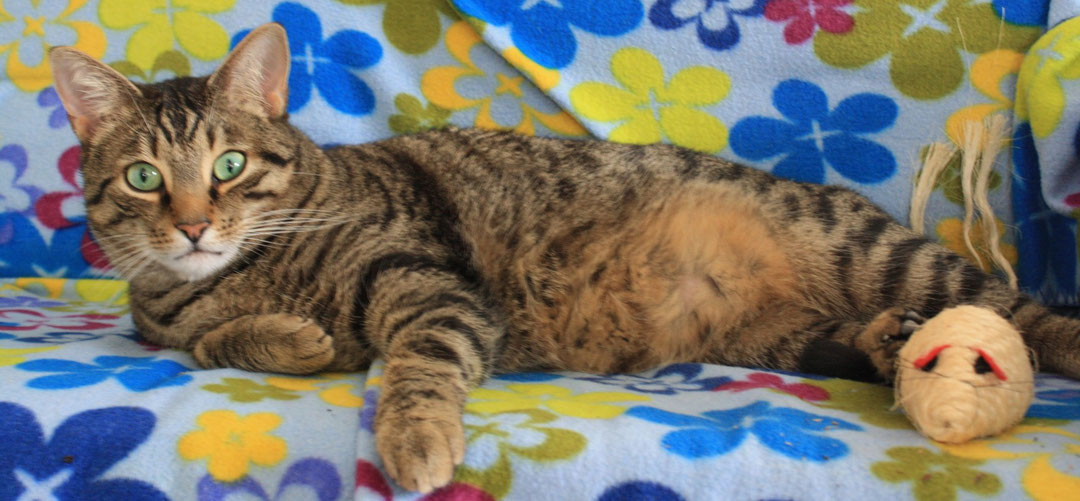 Kuschlige Katzen - ARTBies Webseite: Reime, Reimgedichte ...