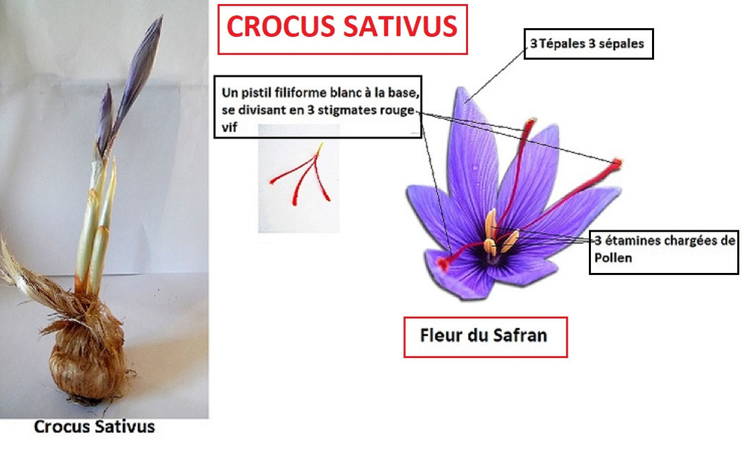 Le Safran - Site de safrandannemarie