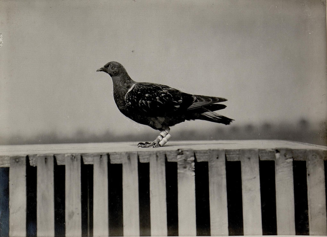 Einsatz von Brieftauben im Ersten Weltkrieg - Geschichte der Brieftaube ...