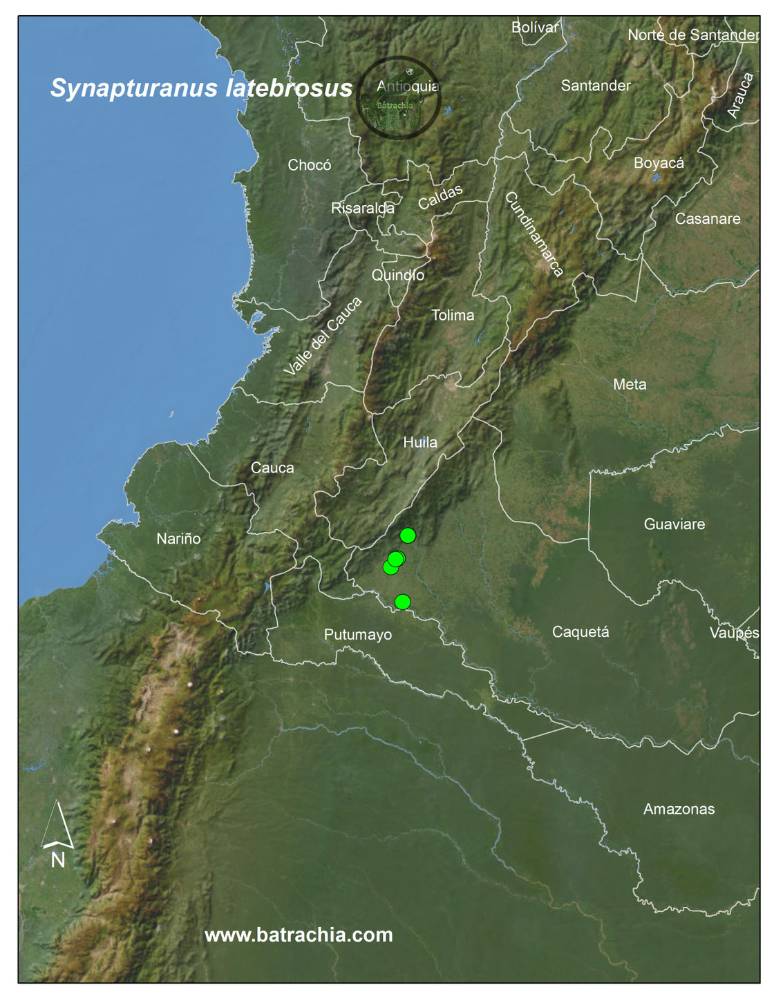 Synapturanus latebrosus - Lista de Los Anfibios de Colombia