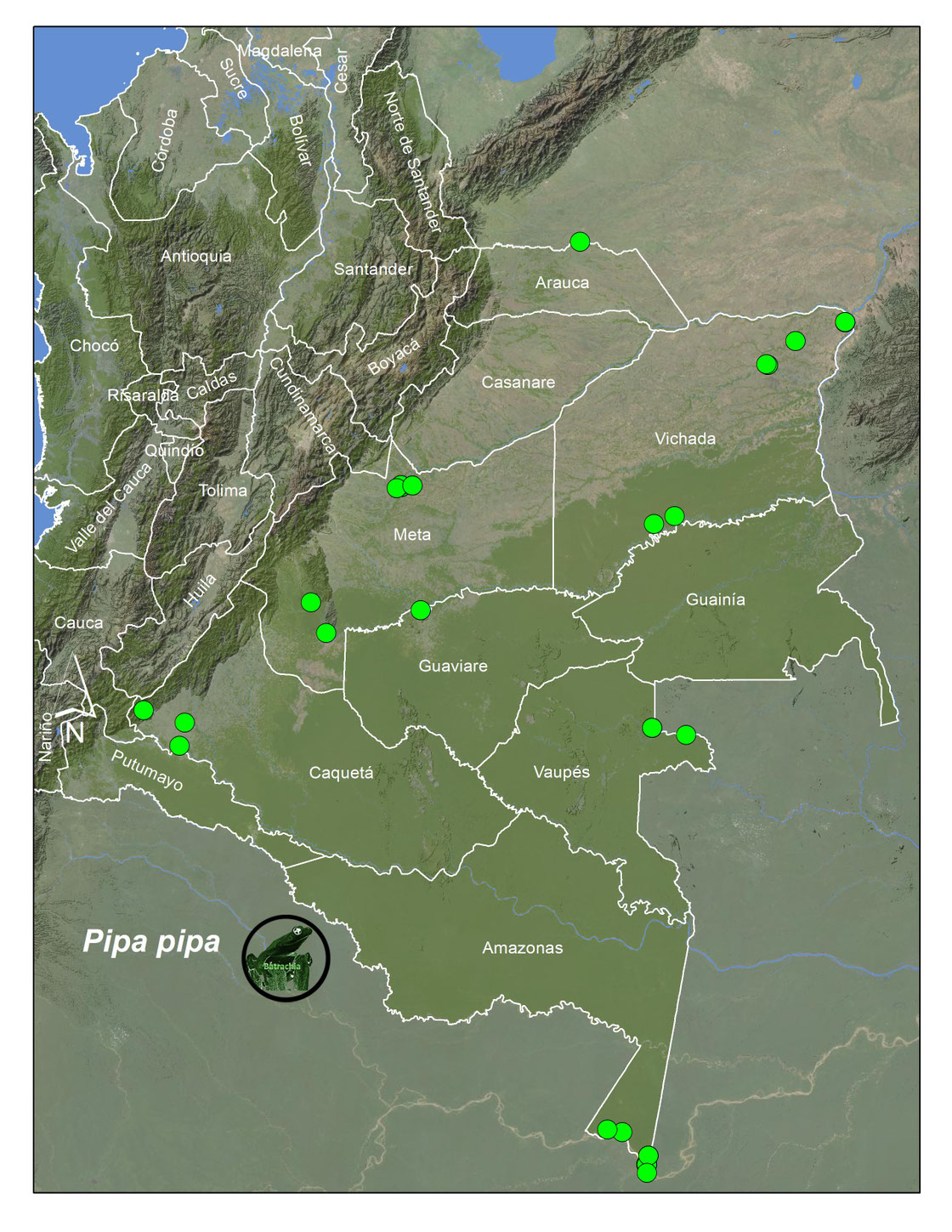 Pipa pipa - Lista de Los Anfibios de Colombia