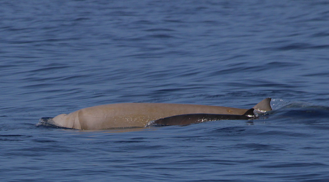 Cuvier-Schnabelwal - Gekko-Vision La Gomera Bilderwerkstatt