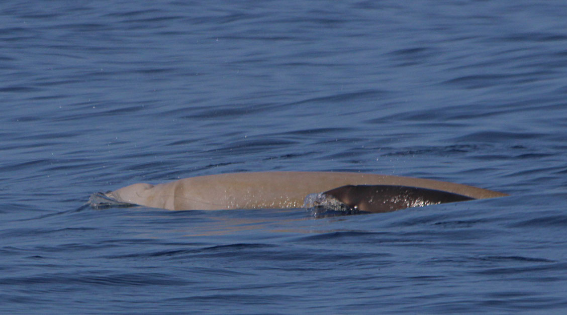 Cuvier-Schnabelwal - Gekko-Vision La Gomera Bilderwerkstatt