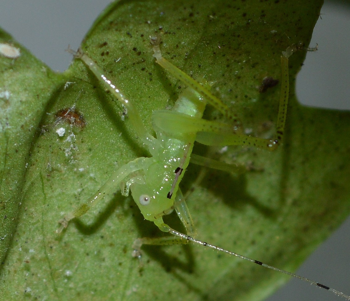 Hexacentrus cf. unicolor - Nachzucht gelungen! - saltatoria.info ...