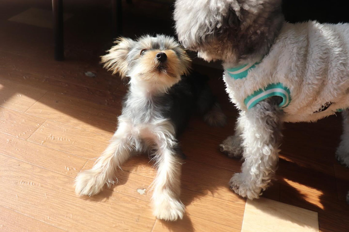 新入生のご紹介 - Dog Nit'sへようこそ