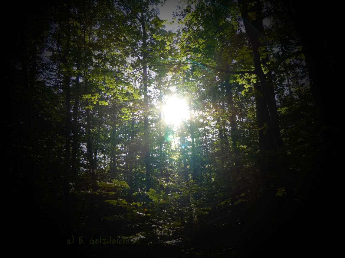 Einzeln und frei wie ein Baum - natur-im-bilds Webseite!