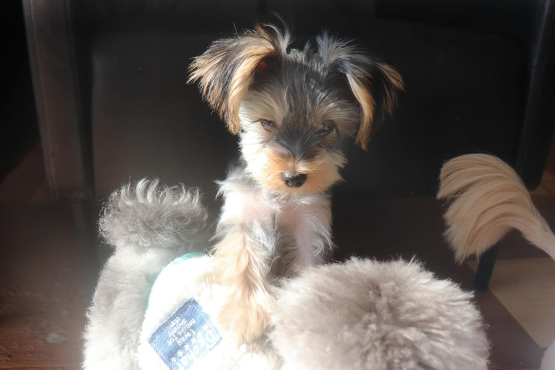 新入生のご紹介 - Dog Nit'sへようこそ