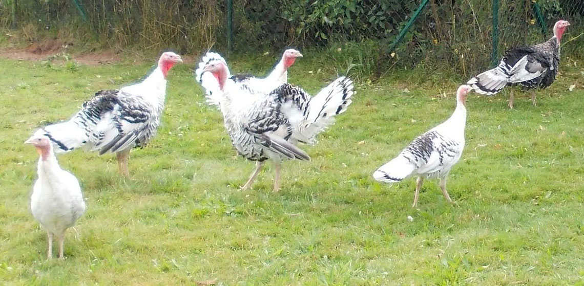 Puten / Truthühner - ourfarm